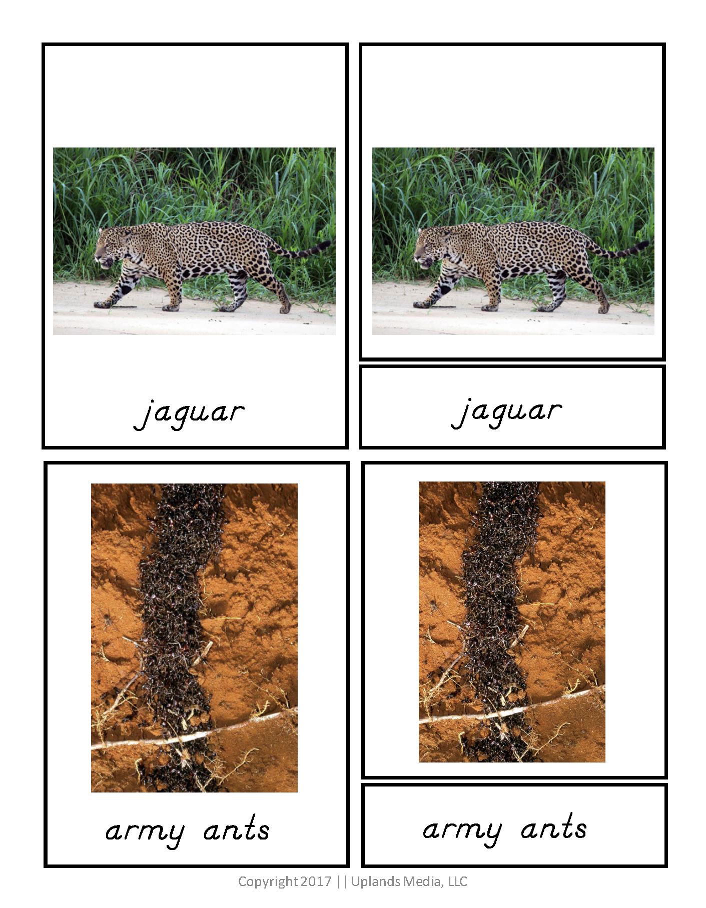 Animal Habitats - Animals of the Rainforest - Montessori 3 Part Cards ...