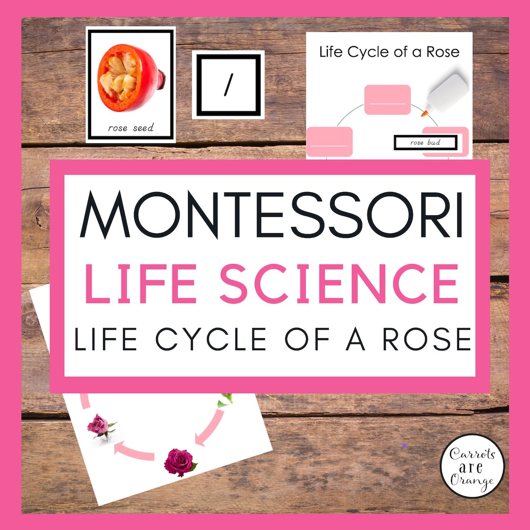 Life Science - Life Cycle of a Rose - Etsy