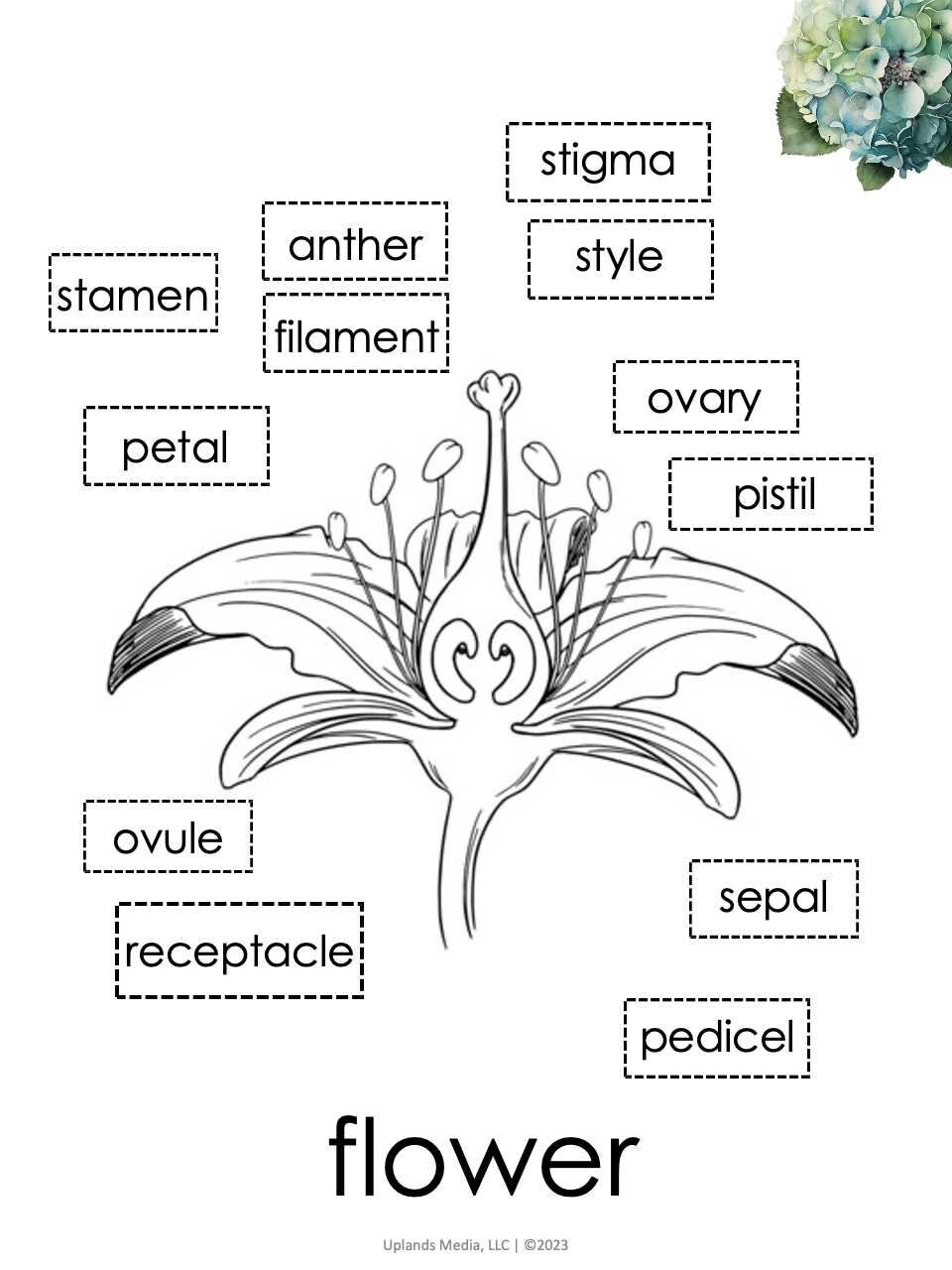 Flower Montessori Preschool Activities Pack - Spring - Etsy