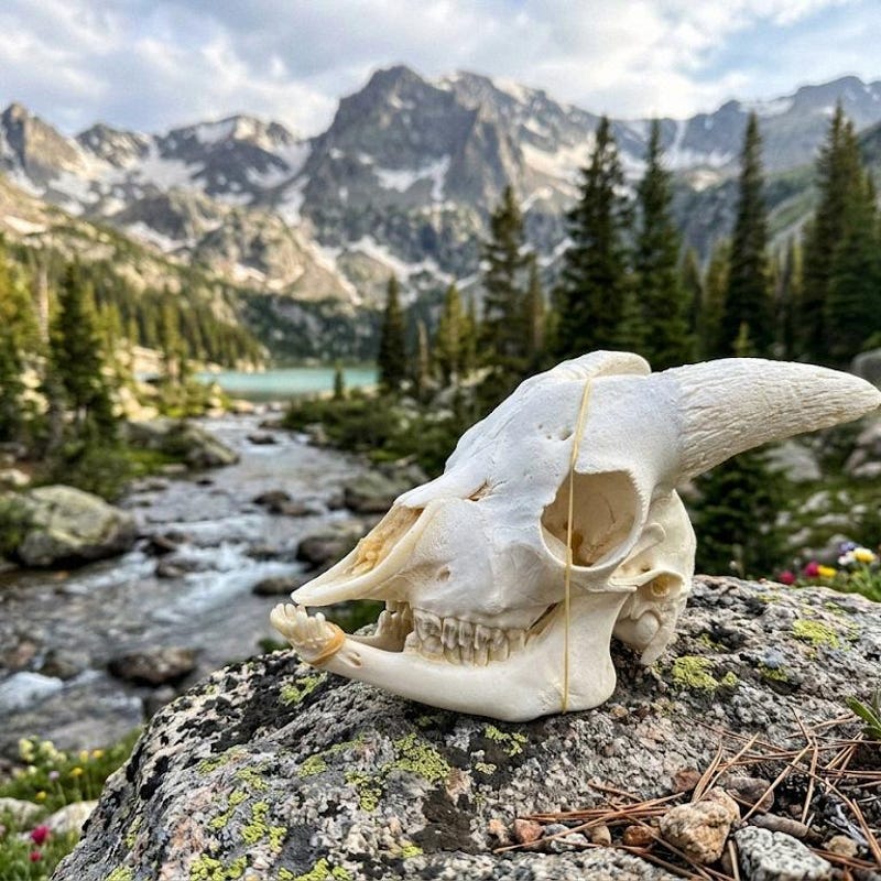 Real Goat Skull - Etsy