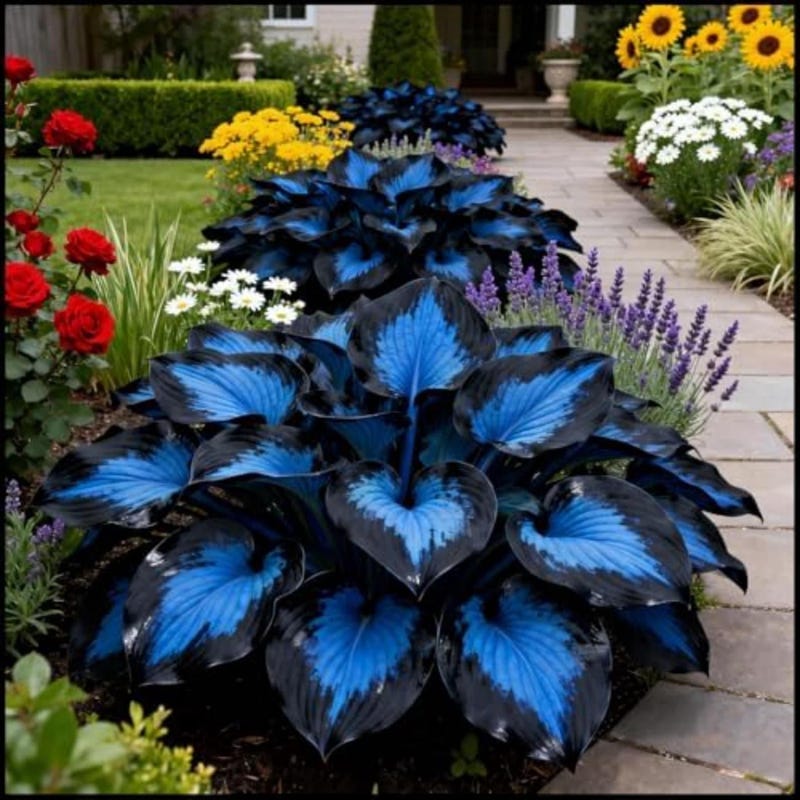 Butterfly Hosta - Etsy