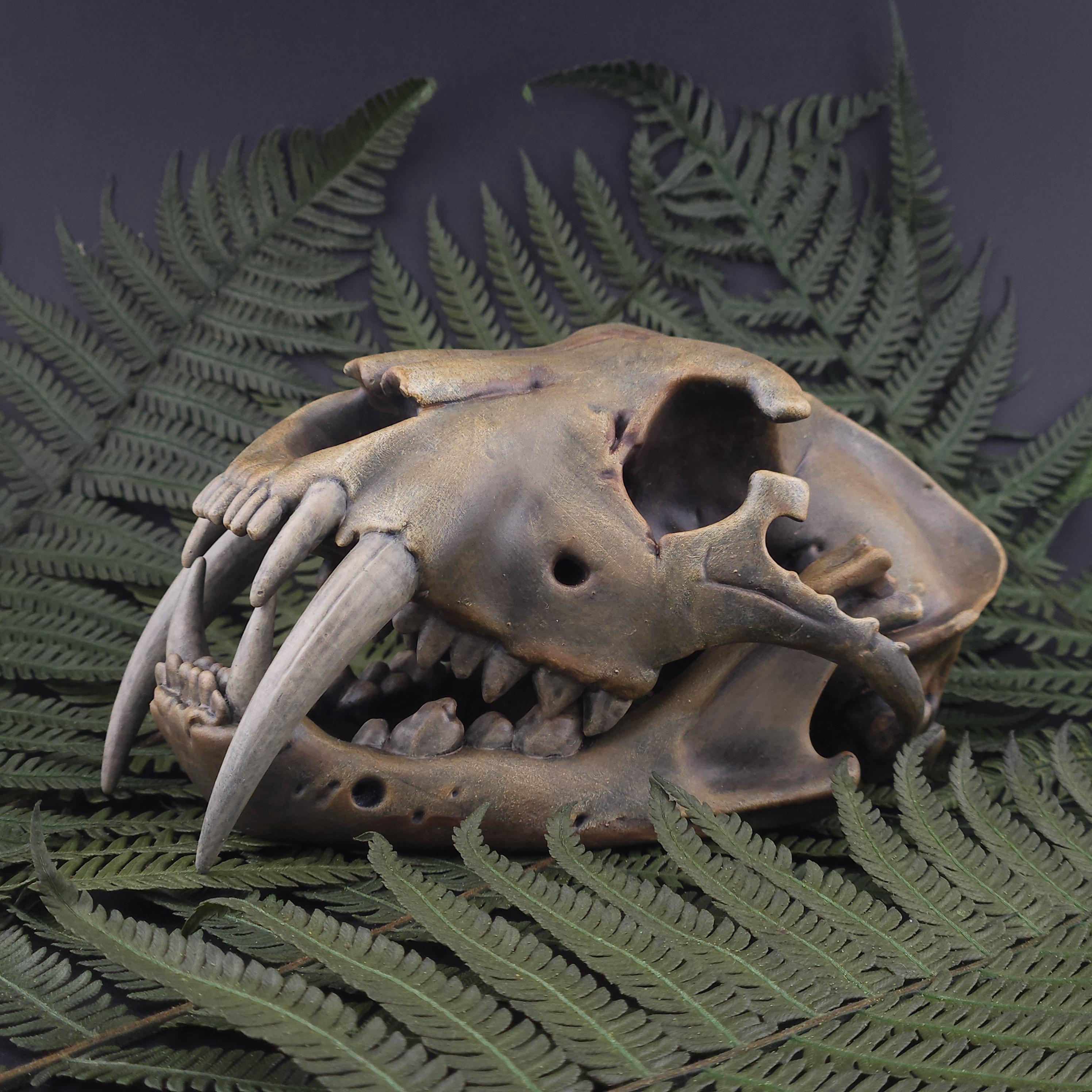 Sabertooth Tiger Skull Statue – Hand‑painted Resin Fossil – Prehistoric ...
