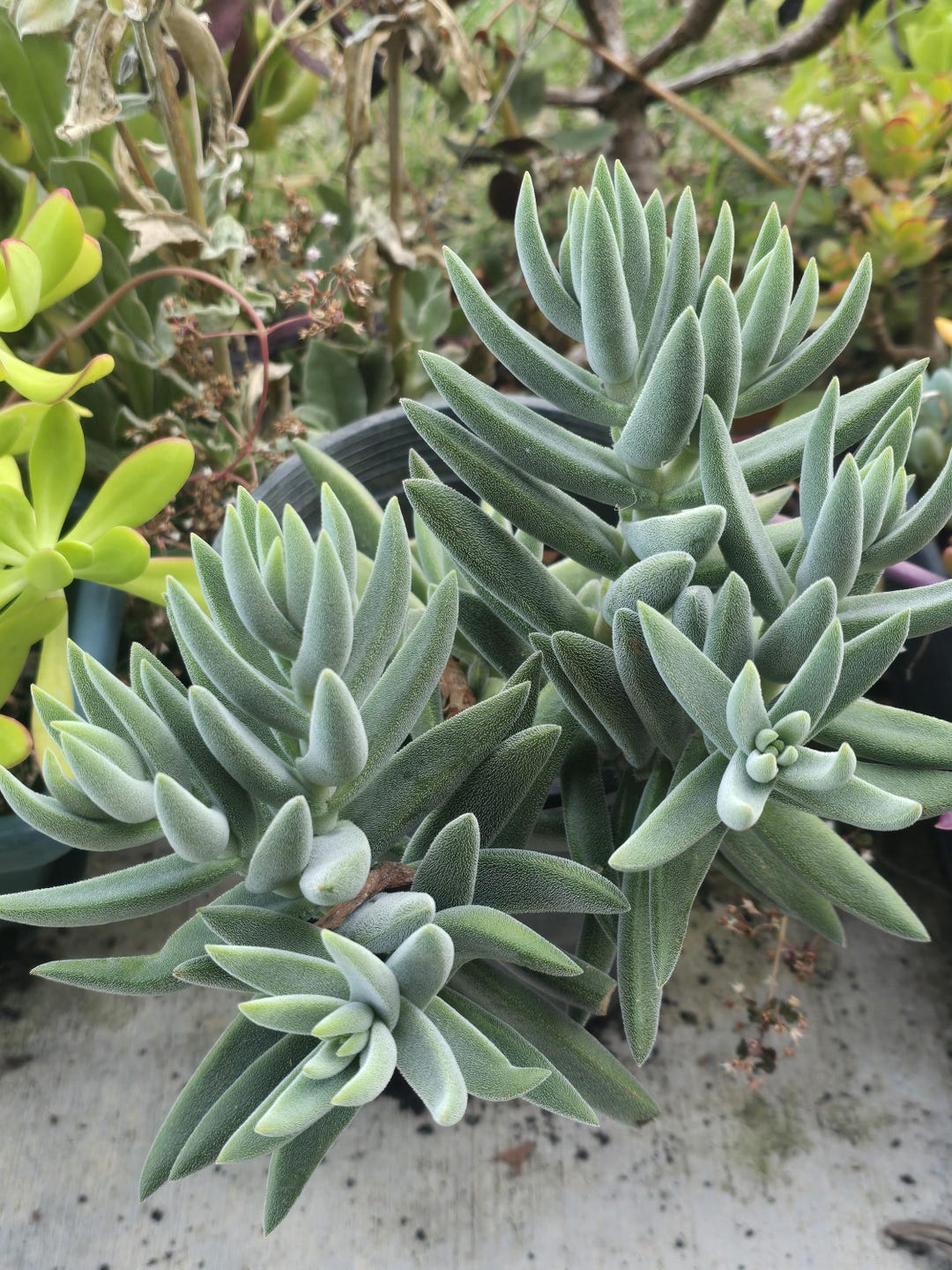 Tenelli Crassula Succulent: Rare Velvet Fuzz Plant - Etsy