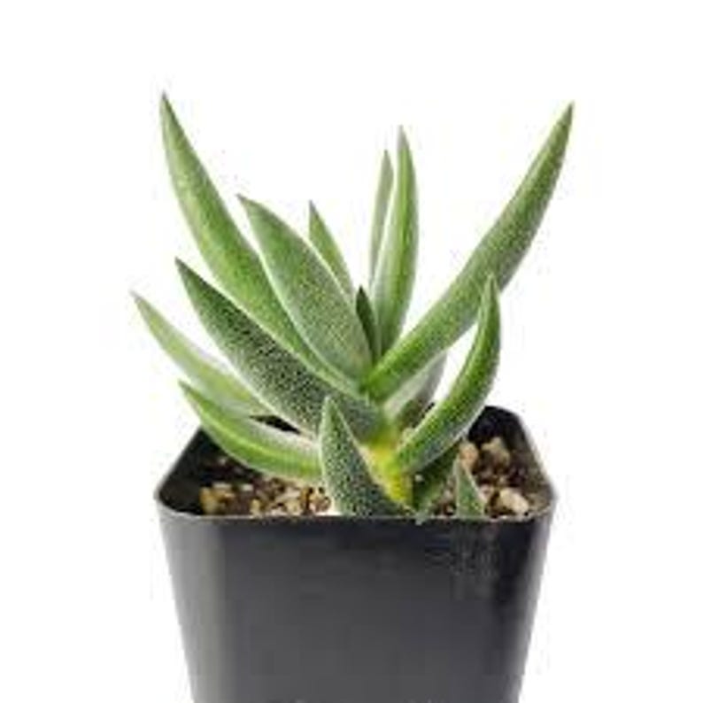 Tenelli Crassula Succulent: Rare Velvet Fuzz Plant - Etsy