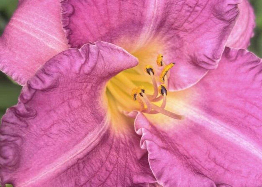 Lily Flower: Pink Sunshine Summer in Maine - Etsy