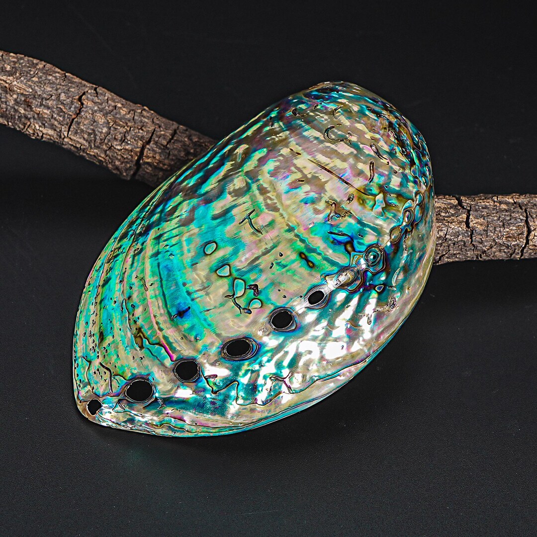 Premium Natural Abalone Shell Grade AAAA 4-5" Rainbow Abalone Shell for ...