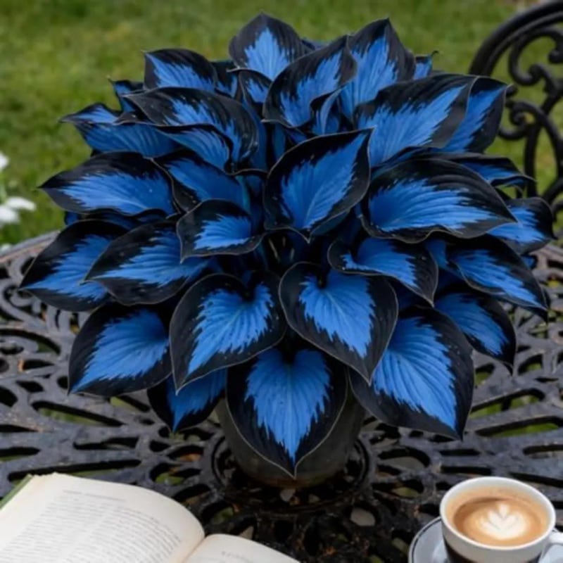 Blue and Black Hostas - Etsy