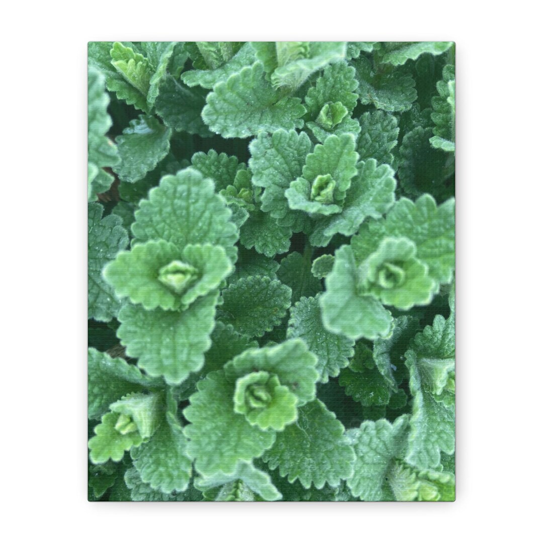 Canvas Wall Art Print, Beautiful Green Catmint Plant, Botanical Home ...