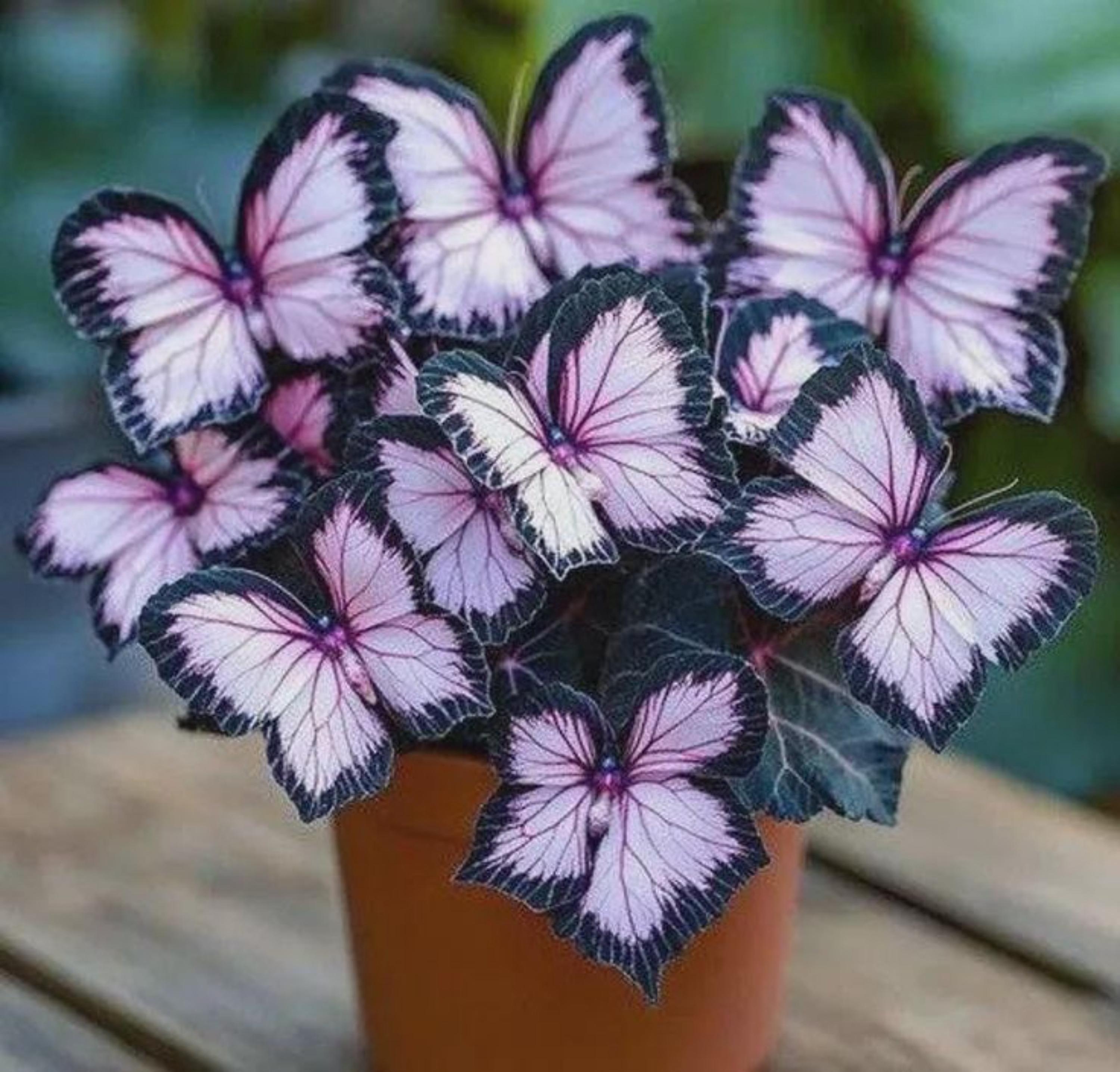 200+ Pink Hosta Seeds – Perennial Shade Garden Plants – Ornamental - Etsy