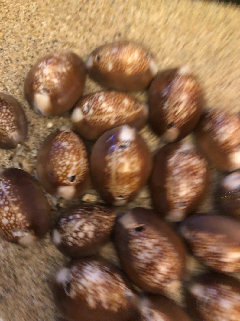 Cowrie Shells, Pack of 5, Hawaii, Jewelry Making, Brown Shells, Beach ...
