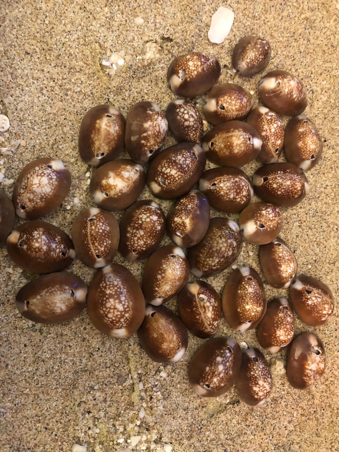 Cowrie Shells, Pack of 5, Hawaii, Jewelry Making, Brown Shells, Beach ...