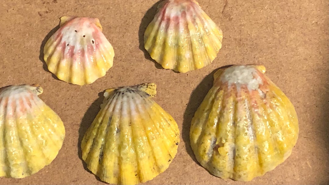 Rare, Sunrise Shells, HAWAII, Seashells, Orange Shells, Yellow Shell ...