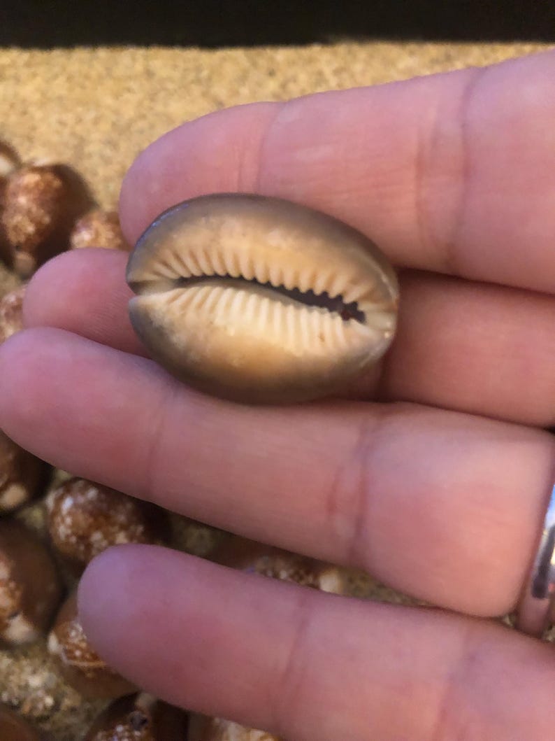 Cowrie Shells, Pack of 5, Hawaii, Jewelry Making, Brown Shells, Beach ...