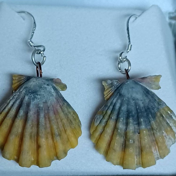 Sunrise Shell - Etsy