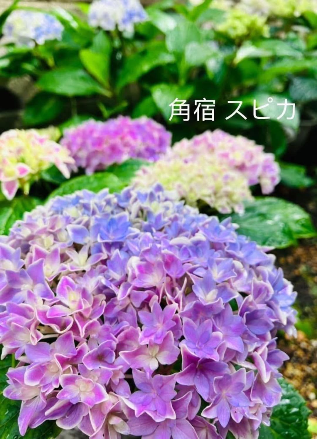 Japanese Hydrangea Spica(角宿一）live Plant - Bare Roots Bigleaf Hydrangea ...