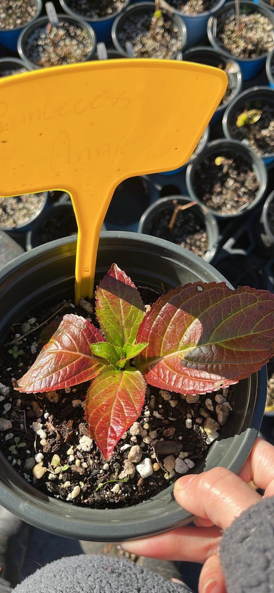 Double-petaled Japanese Hydrangea Princess Anne Live Plant 1 Gal - Etsy