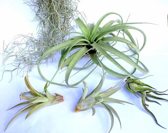Air Plant Xeric Variety Mix of 10 Airplant Tillandsia | Etsy