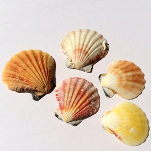 Pectin Shells Set of 5 Shell, Sea Shell, Seashell, Seaurchin, Sale ...