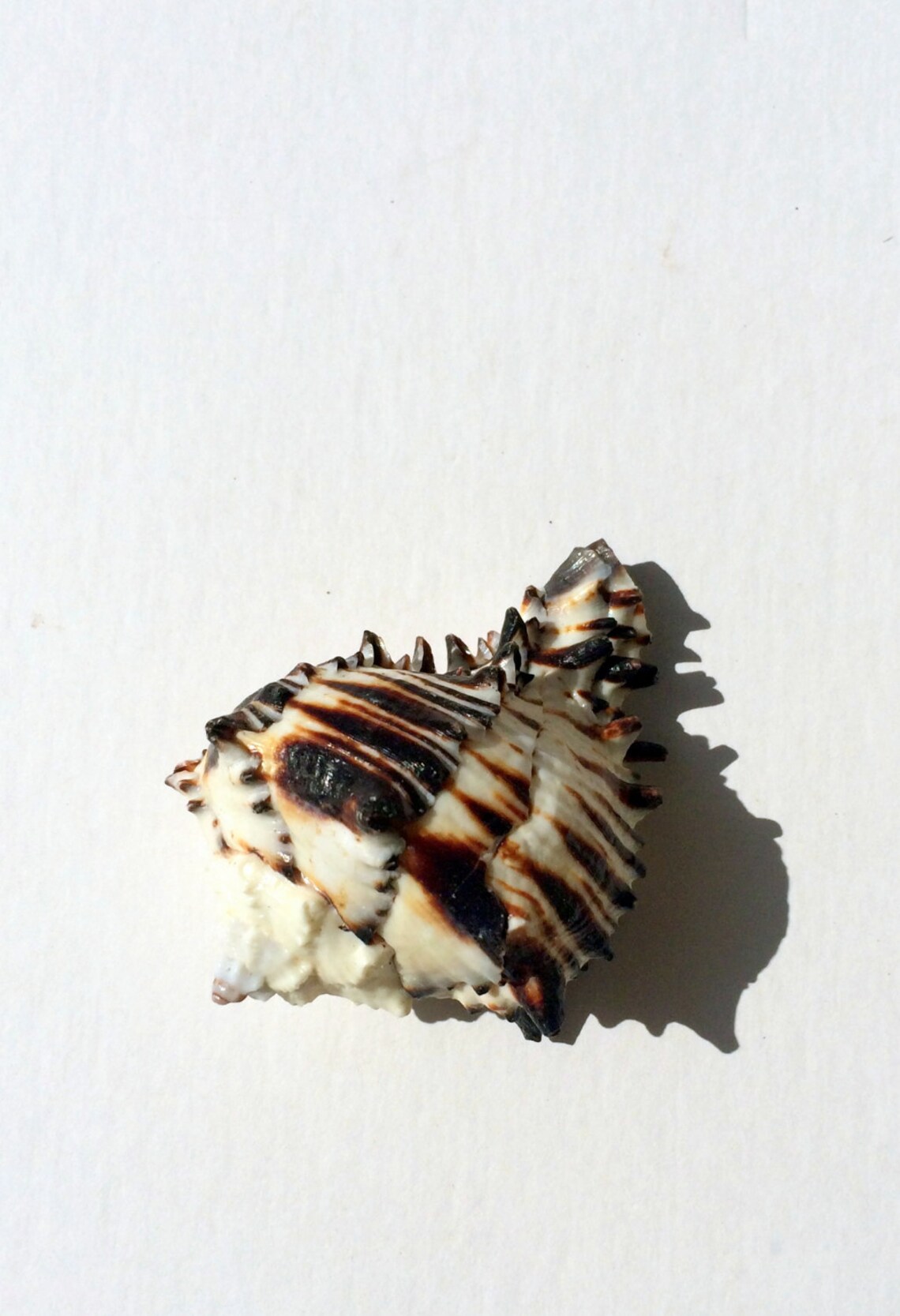 Black Murex Small Sea Shell 3-4 Coastal Decor Air - Etsy