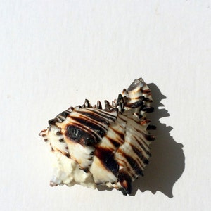 Black Murex Small Sea Shell 3-4 Coastal Decor Air - Etsy