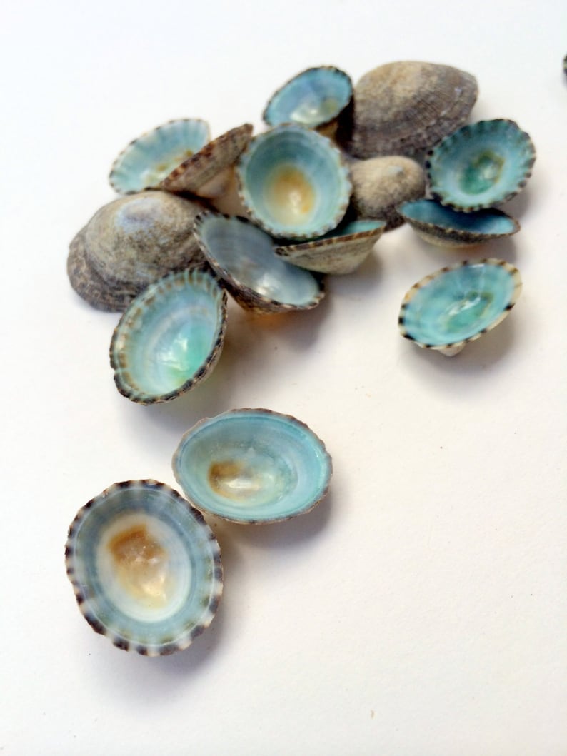 Green Limpet Shells Mix of 25 Turquoise Teal Sea Shells for - Etsy