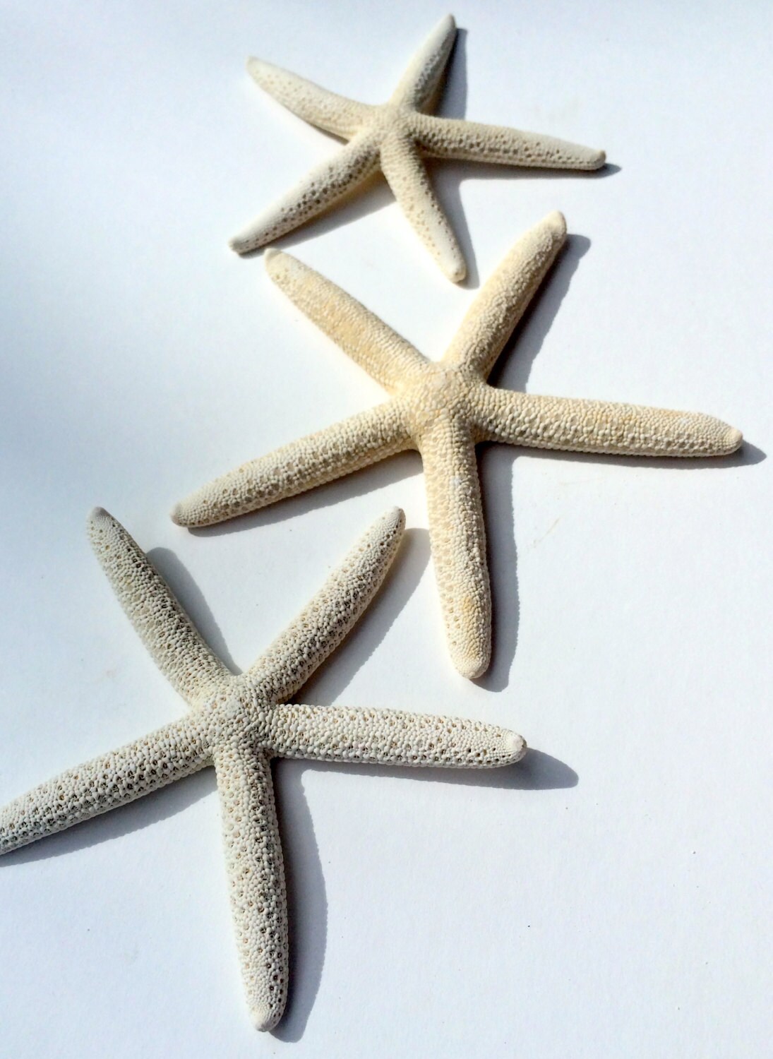 White Starfish 56 White Finger Starfish | Etsy