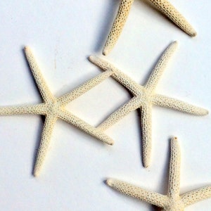 White Starfish 2-3" MIX OF 5 Perfect Little Addition to Your Wedding ...