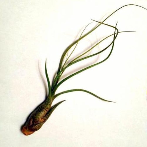 Medusae Caput Tillandsia Air Plant Small and Medium Live - Etsy