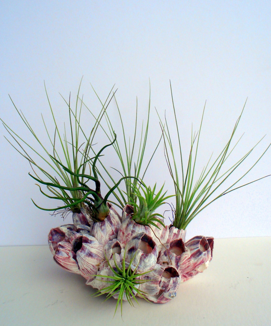 Air Plant Barnacle Planter - Etsy