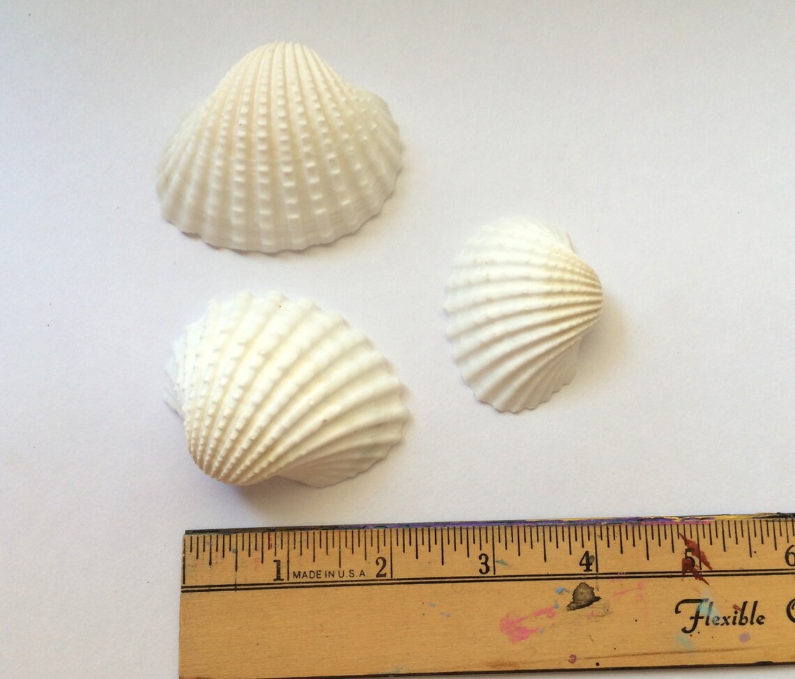 White Ark Shells Set of 3 Shell Sea Shell Seashell - Etsy