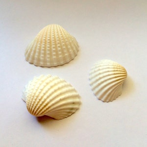 White Ark Shells Set of 3 Shell, Sea Shell, Seashell, Seaurchin, Sale ...