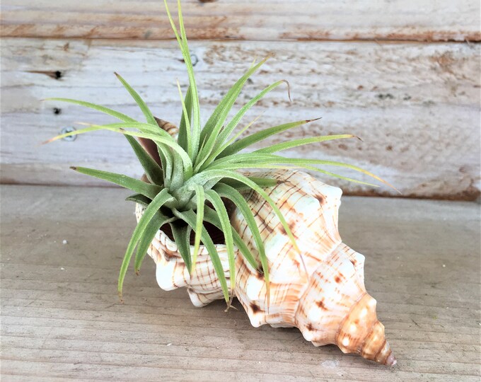 Air Plant With Shell Garden Single Seashell Planter - Etsy