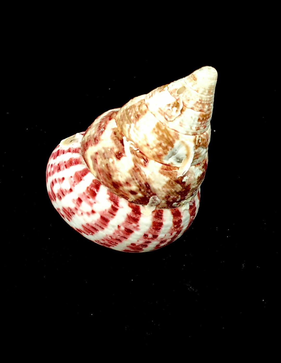 Sea Shell Single Tochus Conus Pink/red - Etsy