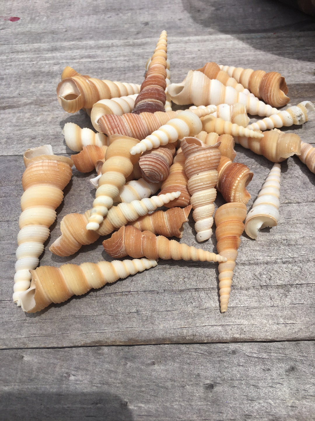 Turritella Seashells - Unicorn Horn Shells, Assorted Sizes, Set of 15 ...