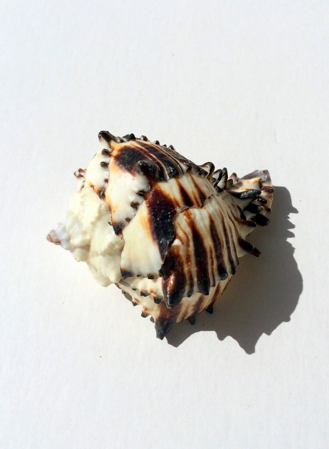 Black Murex Small Sea Shell 3-4 Coastal Decor Air - Etsy