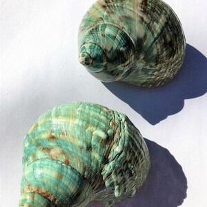 Turbo Solid Green 3 Bulk Pack of 6 Shell, Sea Shell, Seashell ...