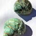 Turbo Solid Green 3 Bulk Pack of 6 Shell, Sea Shell, Seashell ...