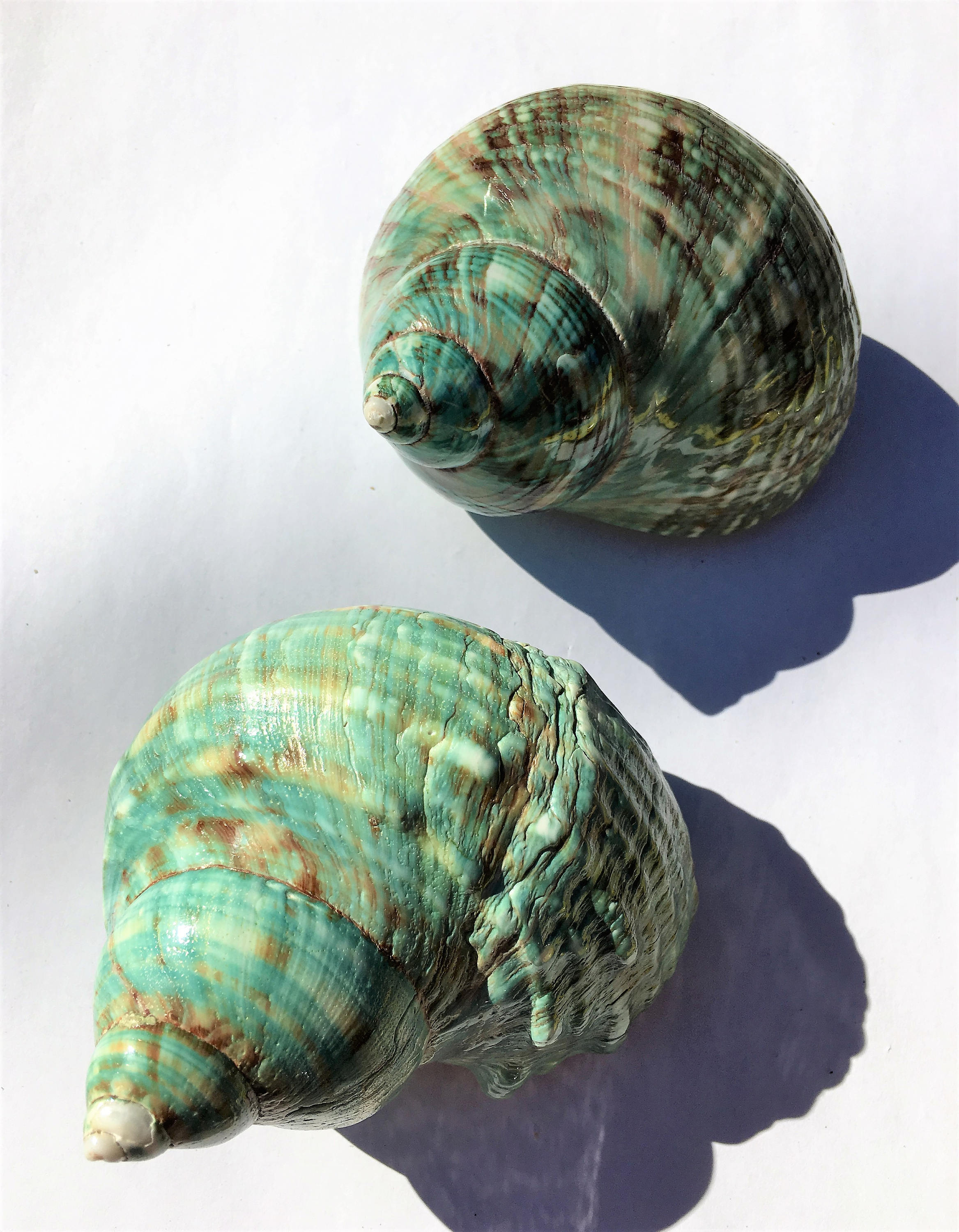 Turbo Solid Green 3 Shell Sea Shell Seashell | Etsy