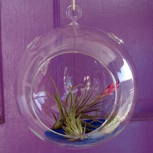 Large Orb Planter Kit With Air Plant Assortment - Etsy