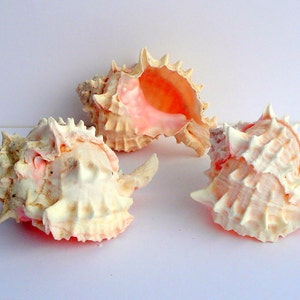 Pink Murex Sea Shell Set of 3 3-4 - Etsy