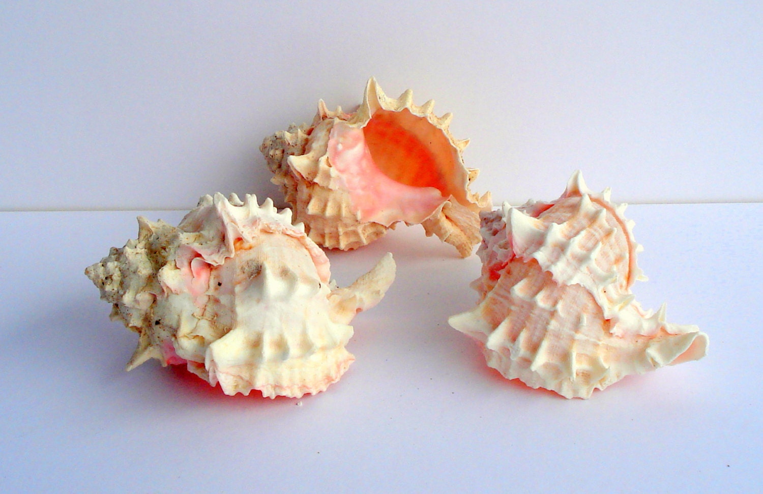 Pink Murex Sea Shell Set of 3 3-4 | Etsy