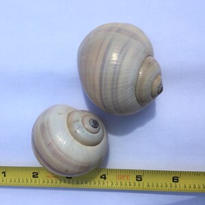 Air Plant With Shell Garden Single, Seashell Planter Tillandsia ...