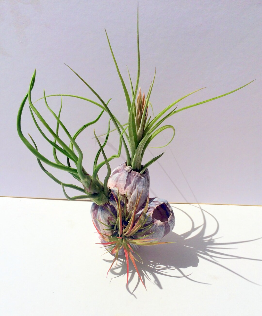 Air Plant Barnacle Planter: Small Seashell With 3 Tillandsia - Etsy