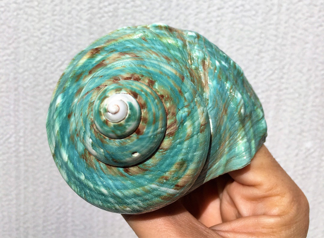 Turbo Solid Green 3 Bulk Pack of 6 Shell, Sea Shell, Seashell ...