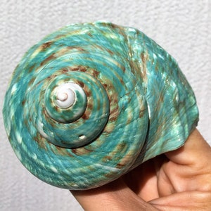 Turbo Solid Green 3 Bulk Pack of 6 Shell, Sea Shell, Seashell ...