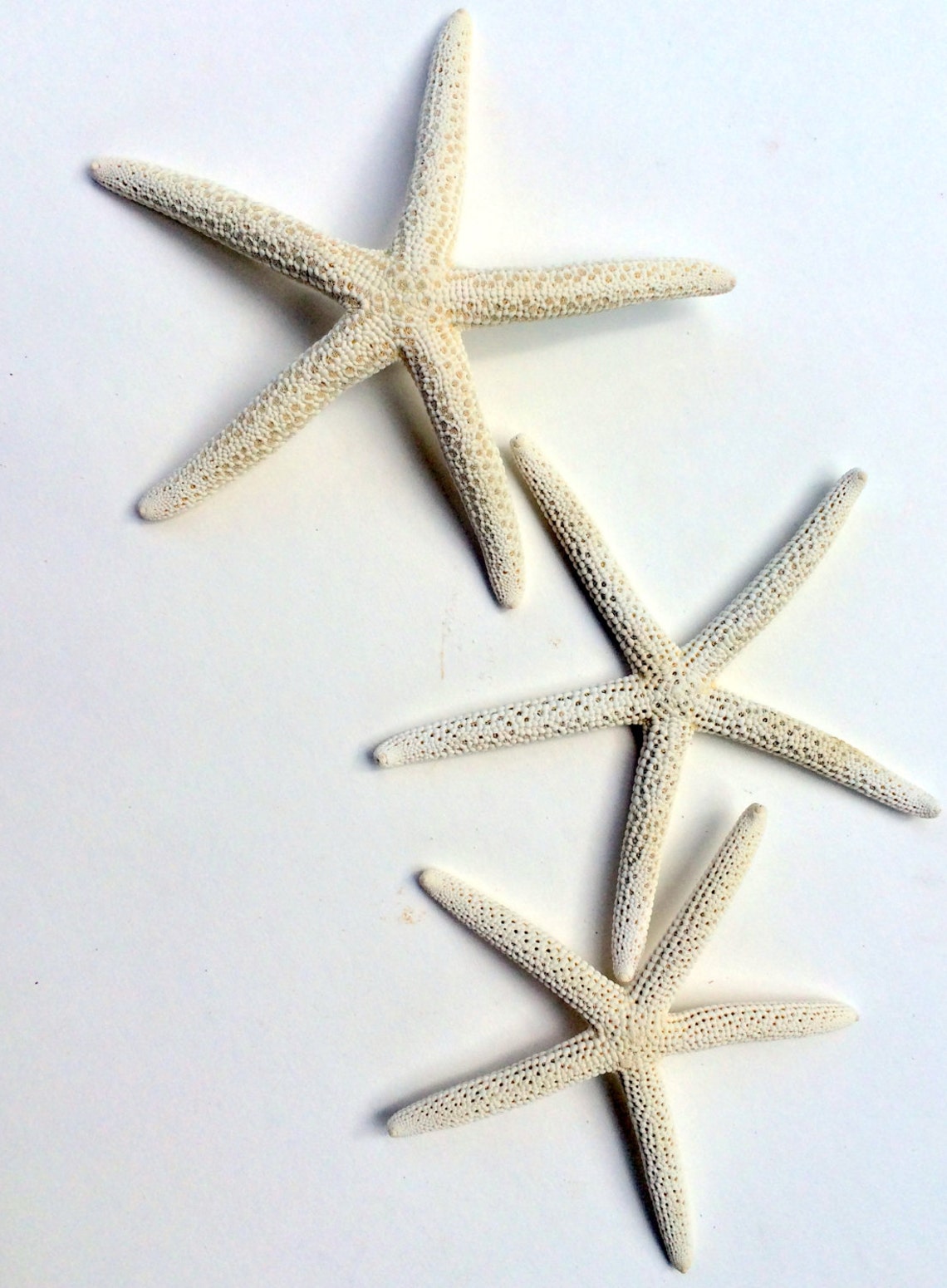 White Starfish 34 Single Shell Sea Shell - Etsy
