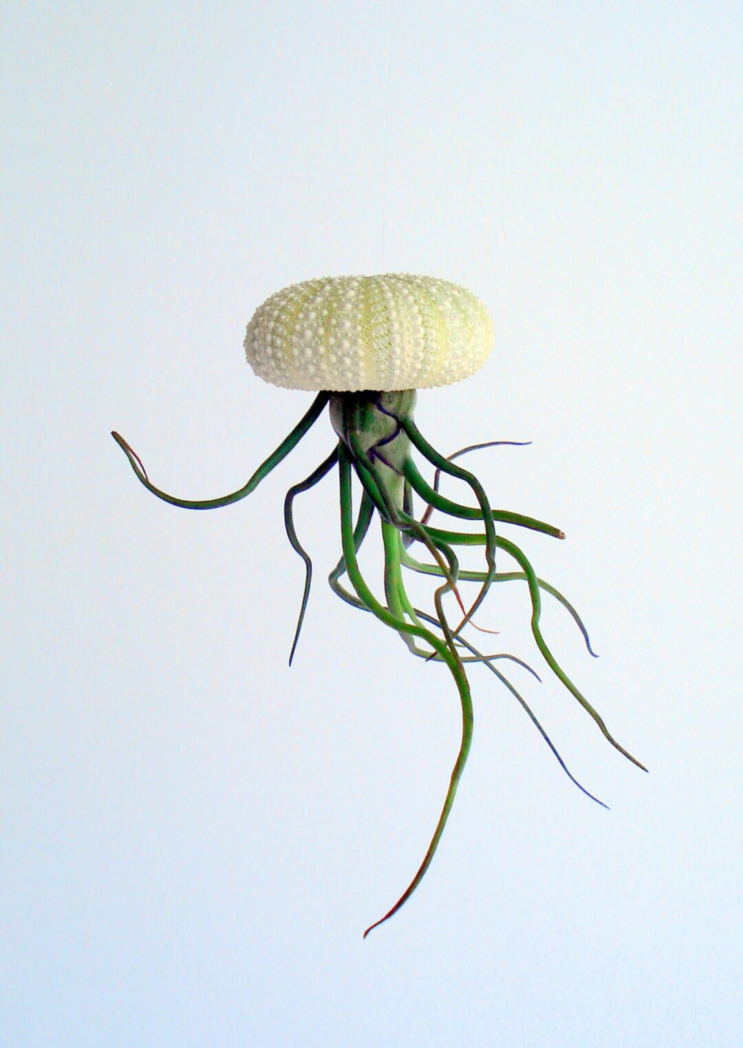 Air Plant Hanging Sea Urchin Planter Single Kit Curly Plant With Sea Urchin Etsy