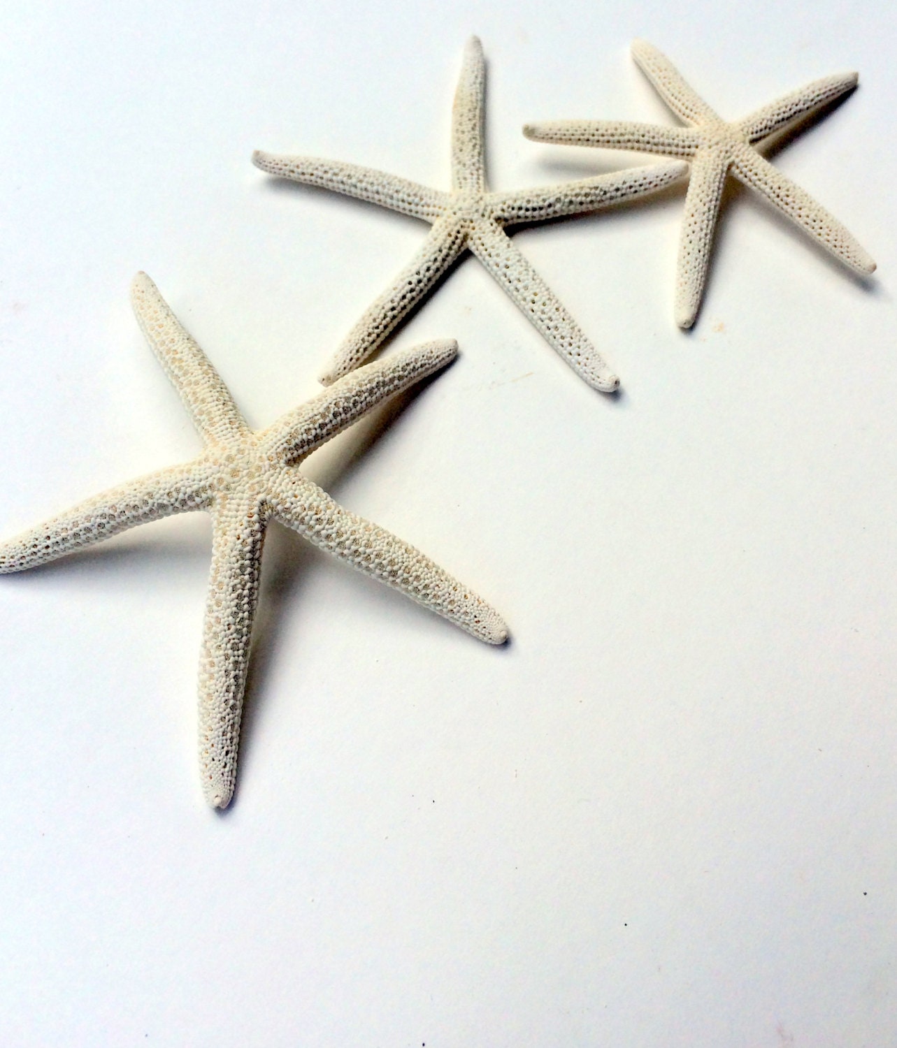 White Starfish 34 Single Shell Sea Shell - Etsy