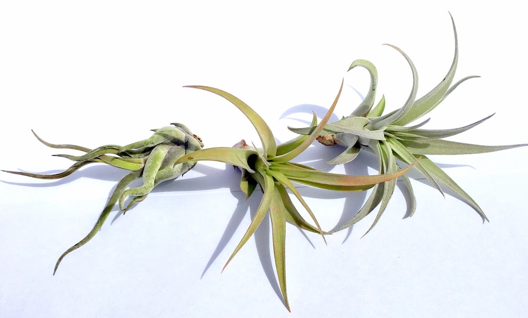 Air Plant Xeric Variety Mix of 10 Airplant, Tillandsia, Wholesale, Bulk ...
