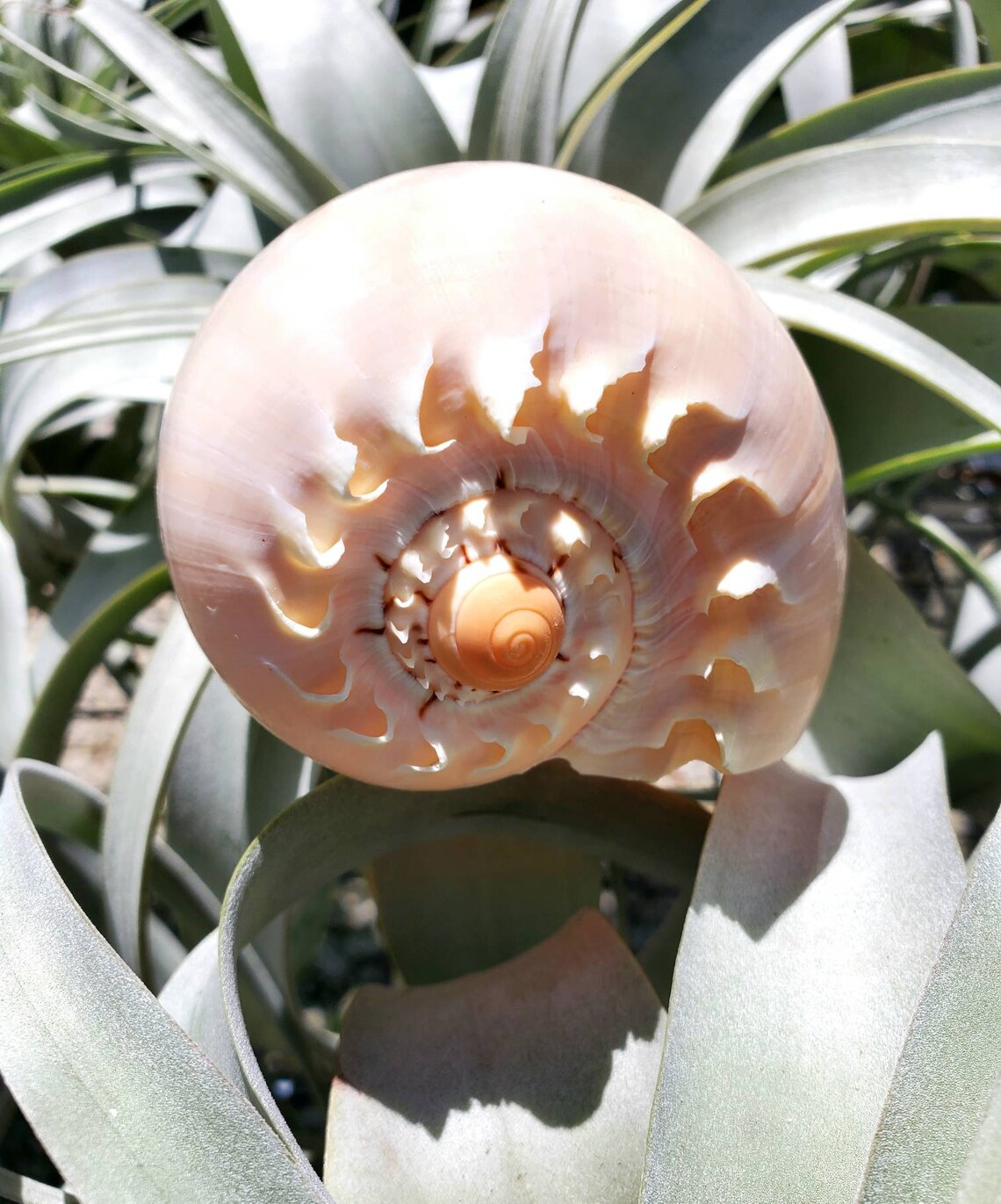 Sea Shell Melo Beach Home Decor Real Shell - Etsy